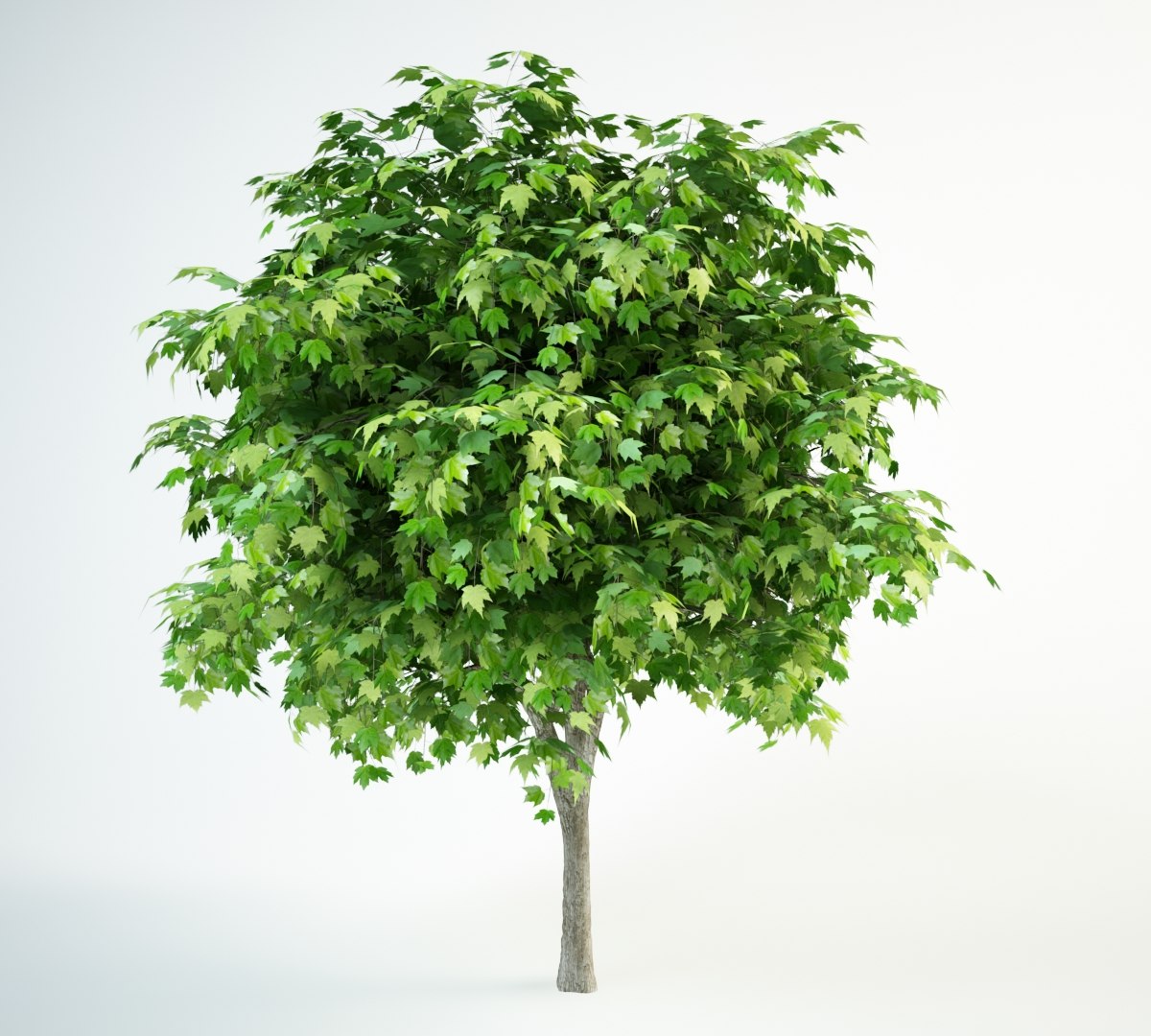3D Red Maple Tree Model - TurboSquid 1396210