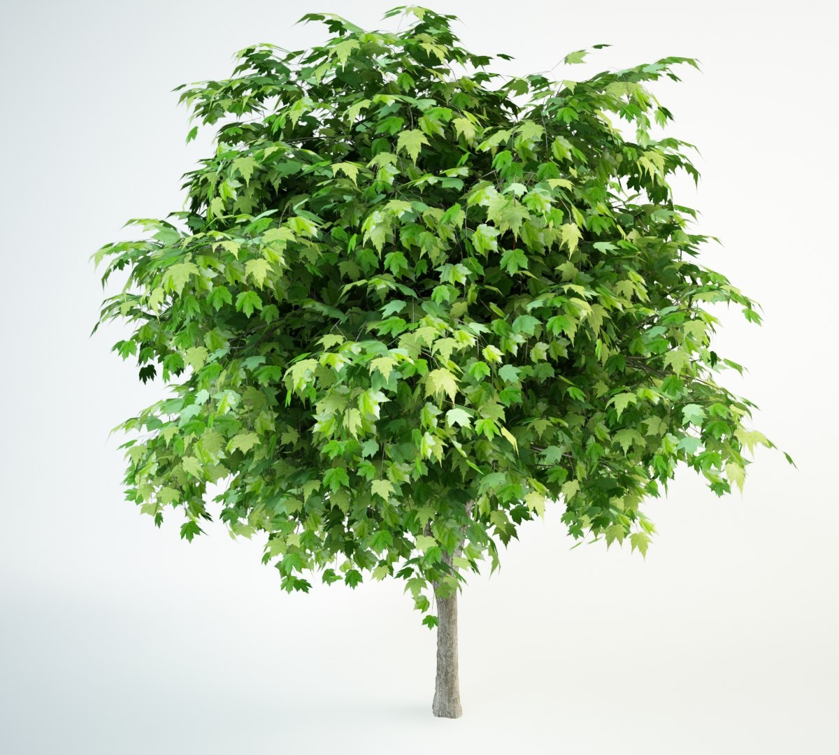 3D Red Maple Tree Model - TurboSquid 1396210