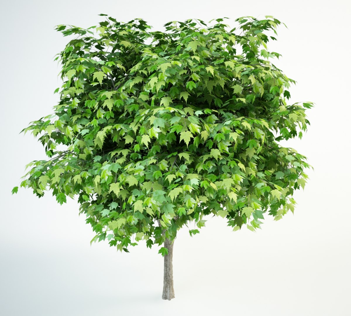 3D Red Maple Tree Model - TurboSquid 1396210