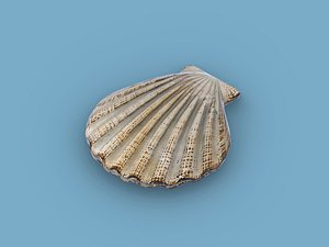 Seashell SketchUp Models for Download | TurboSquid