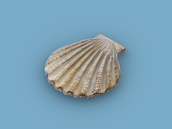 Seashell STL Models for Download | TurboSquid