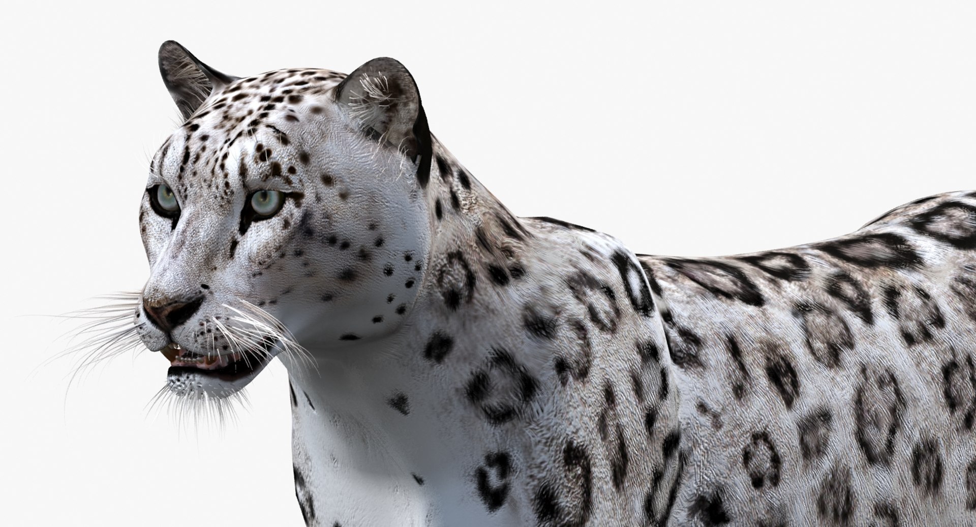 3d Snow Leopard Cat Animation Model