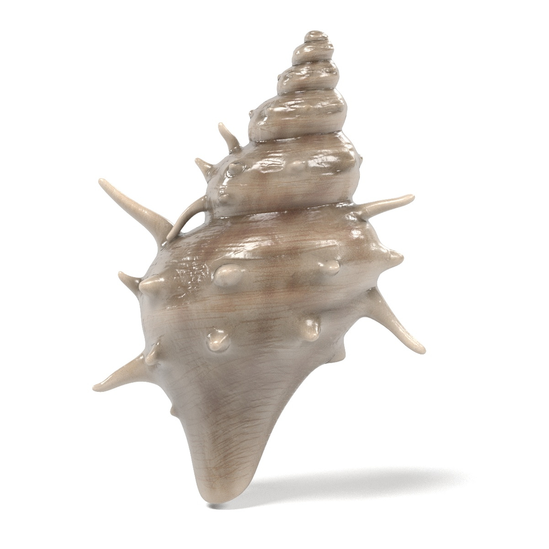 Bufonaria Echinata 3d Model
