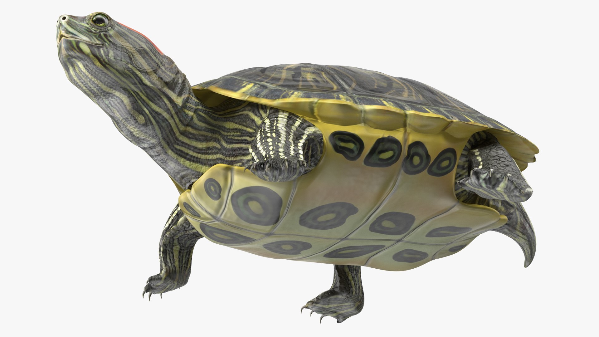 Red Eared Slider Rigged For Maya 3D Model - TurboSquid 2161791