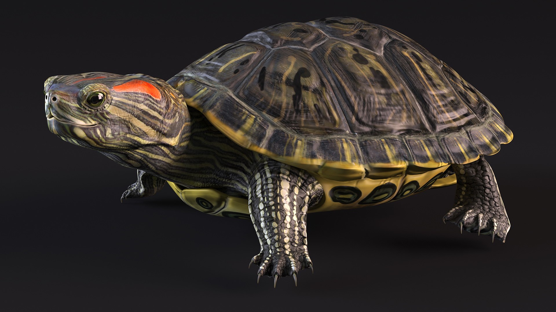 Red Eared Slider Rigged For Maya 3D Model - TurboSquid 2161791