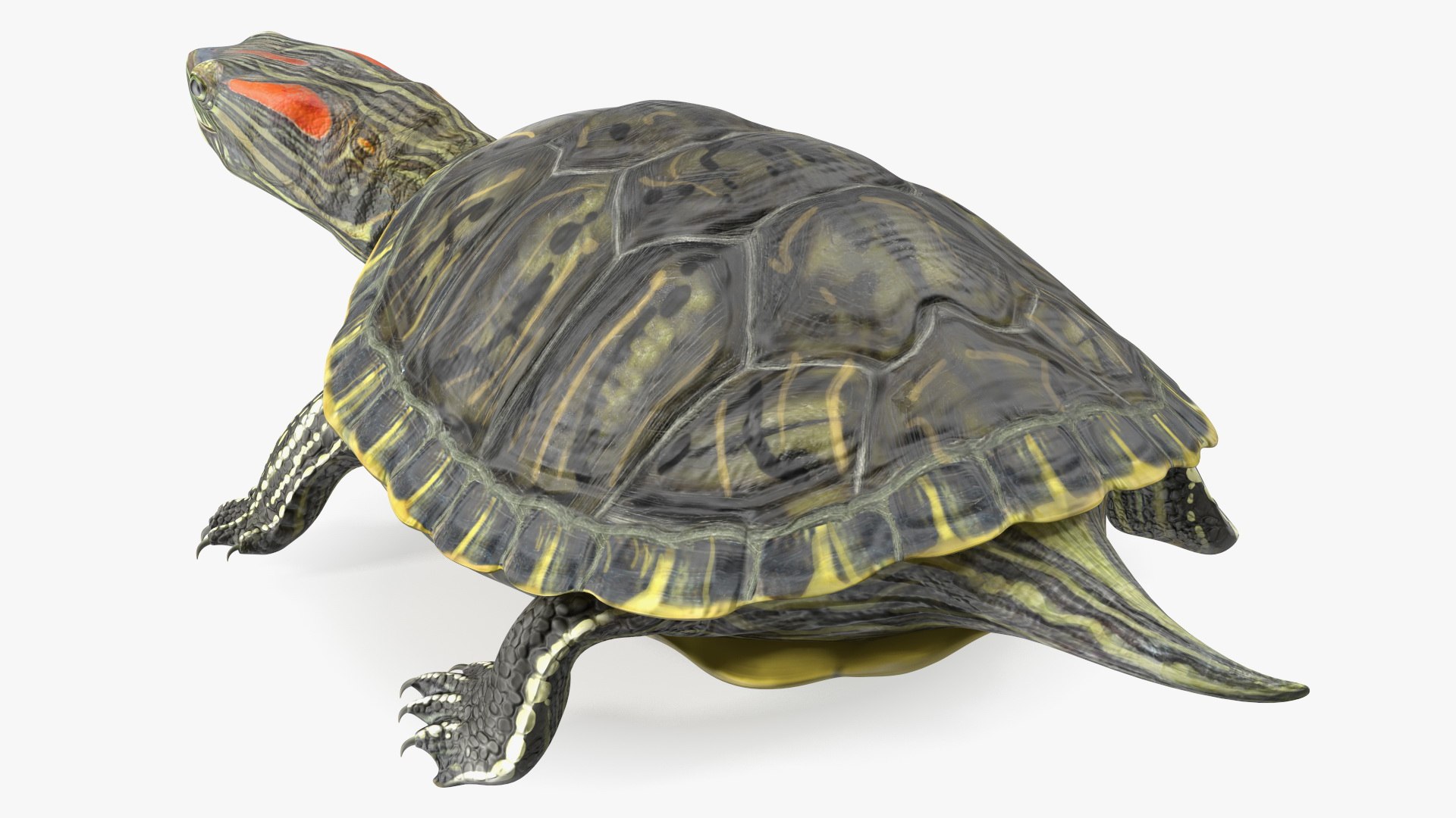 Red Eared Slider Rigged For Maya 3D Model - TurboSquid 2161791