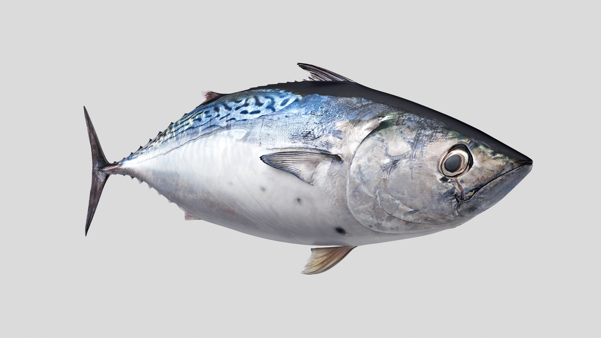 3D Bonito(1) Model - TurboSquid 1943910