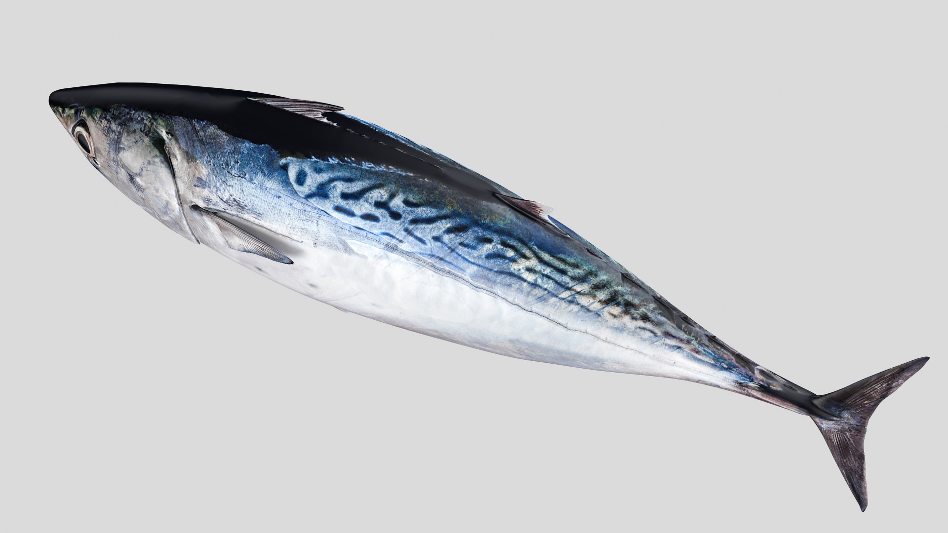 3D Bonito(1) Model - TurboSquid 1943910