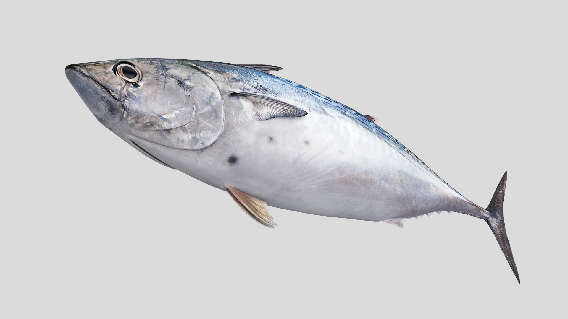 3D Bonito(1) Model - TurboSquid 1943910