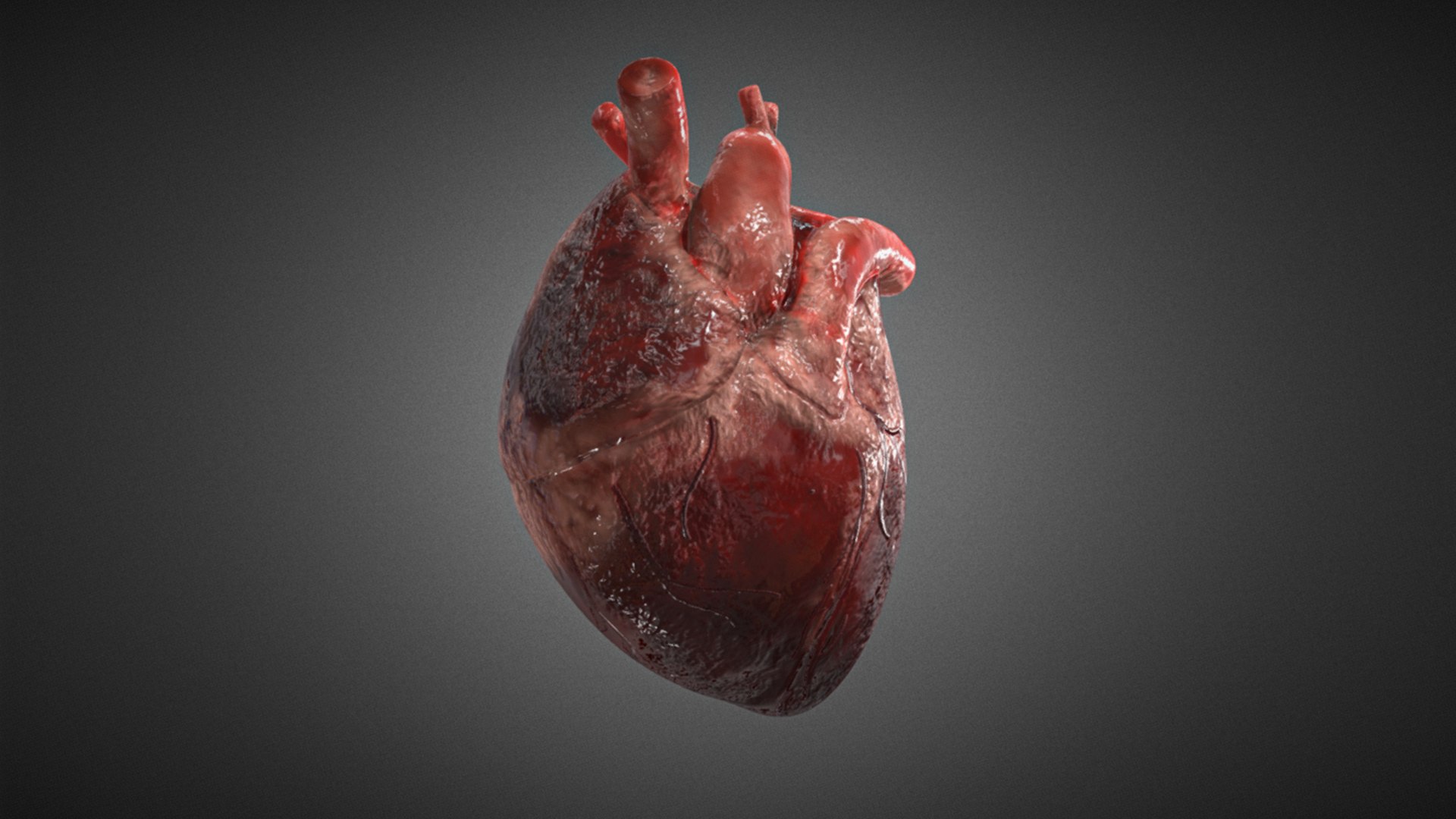 Free Realistic Human Heart 3D - TurboSquid 1967203