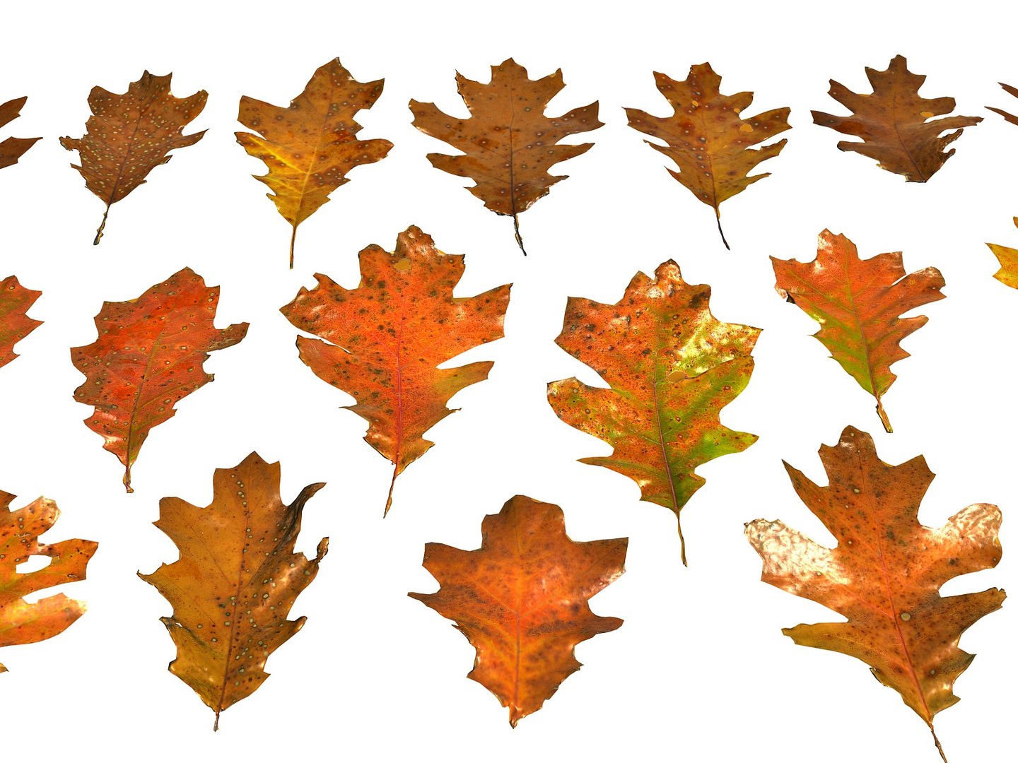 Autumn Leaves Scan Pack Model - TurboSquid 1340299