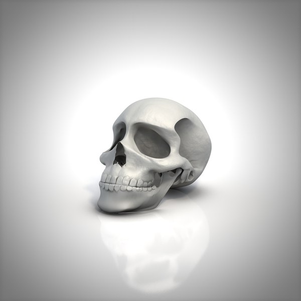 human skull 3d model