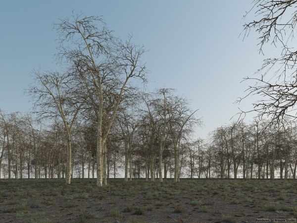 3d ash tree set
