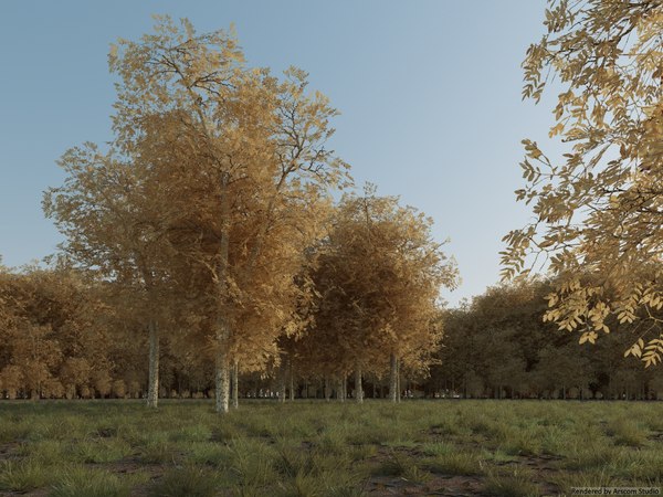 3d ash tree set