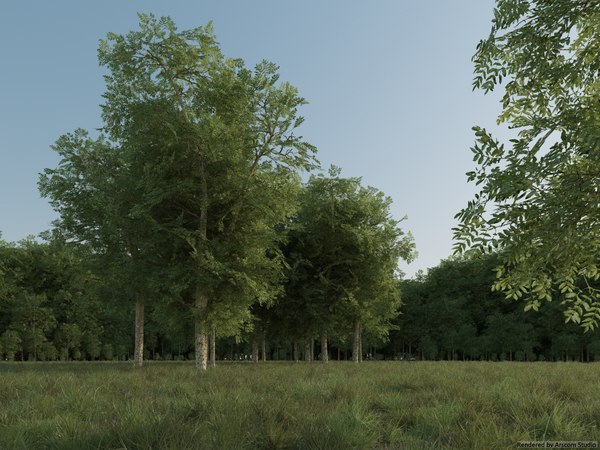 3d ash tree set