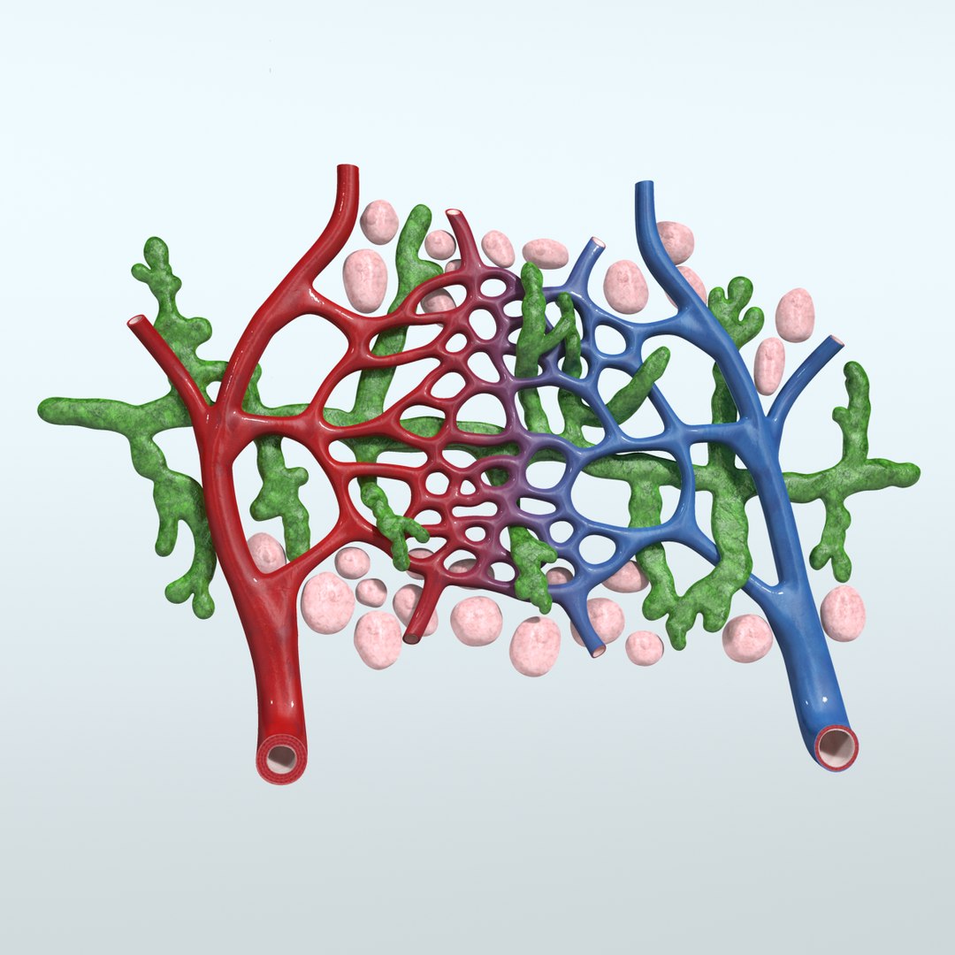 3d Human Lymphatic Capillary
