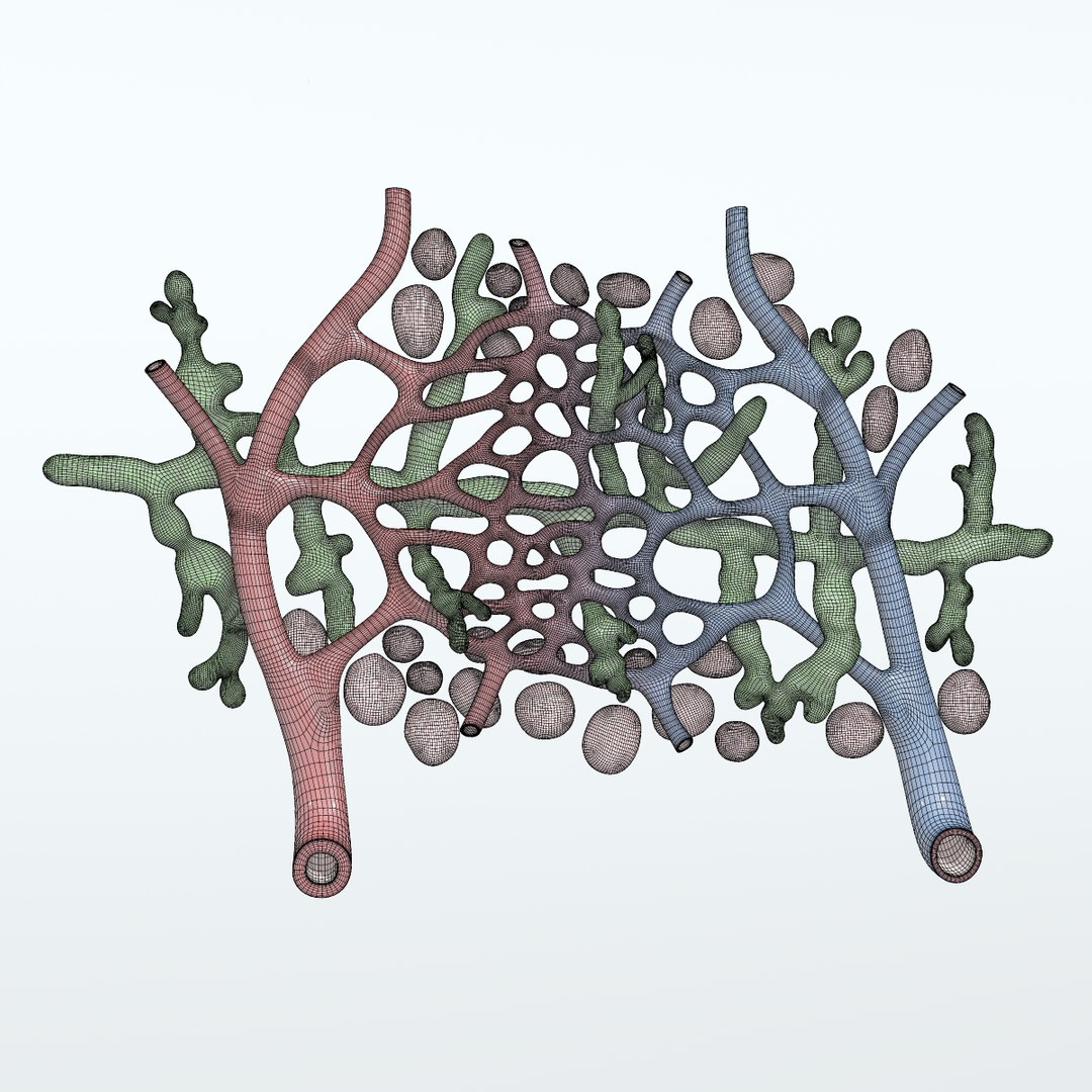 3d Human Lymphatic Capillary
