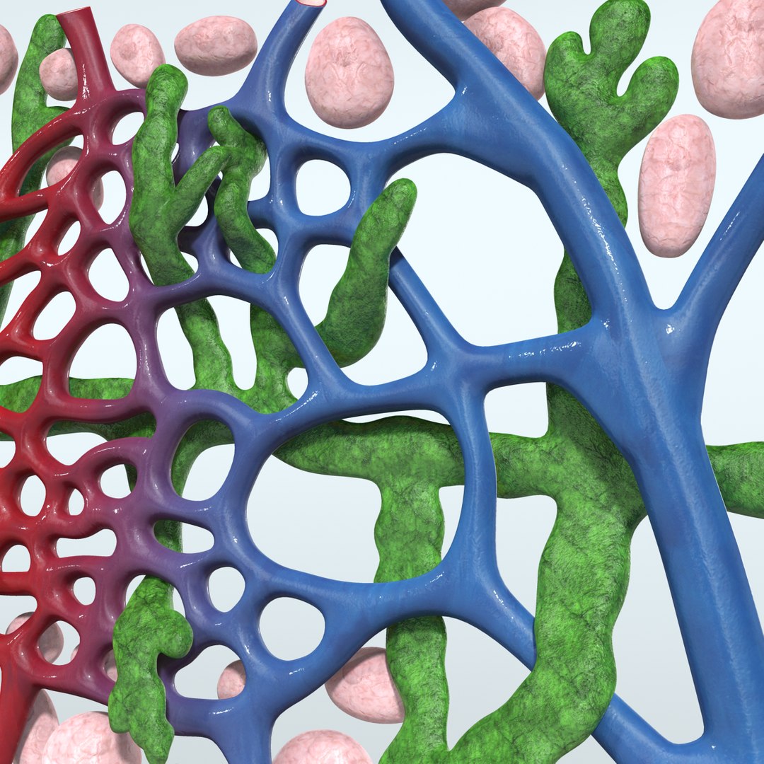 3d Human Lymphatic Capillary