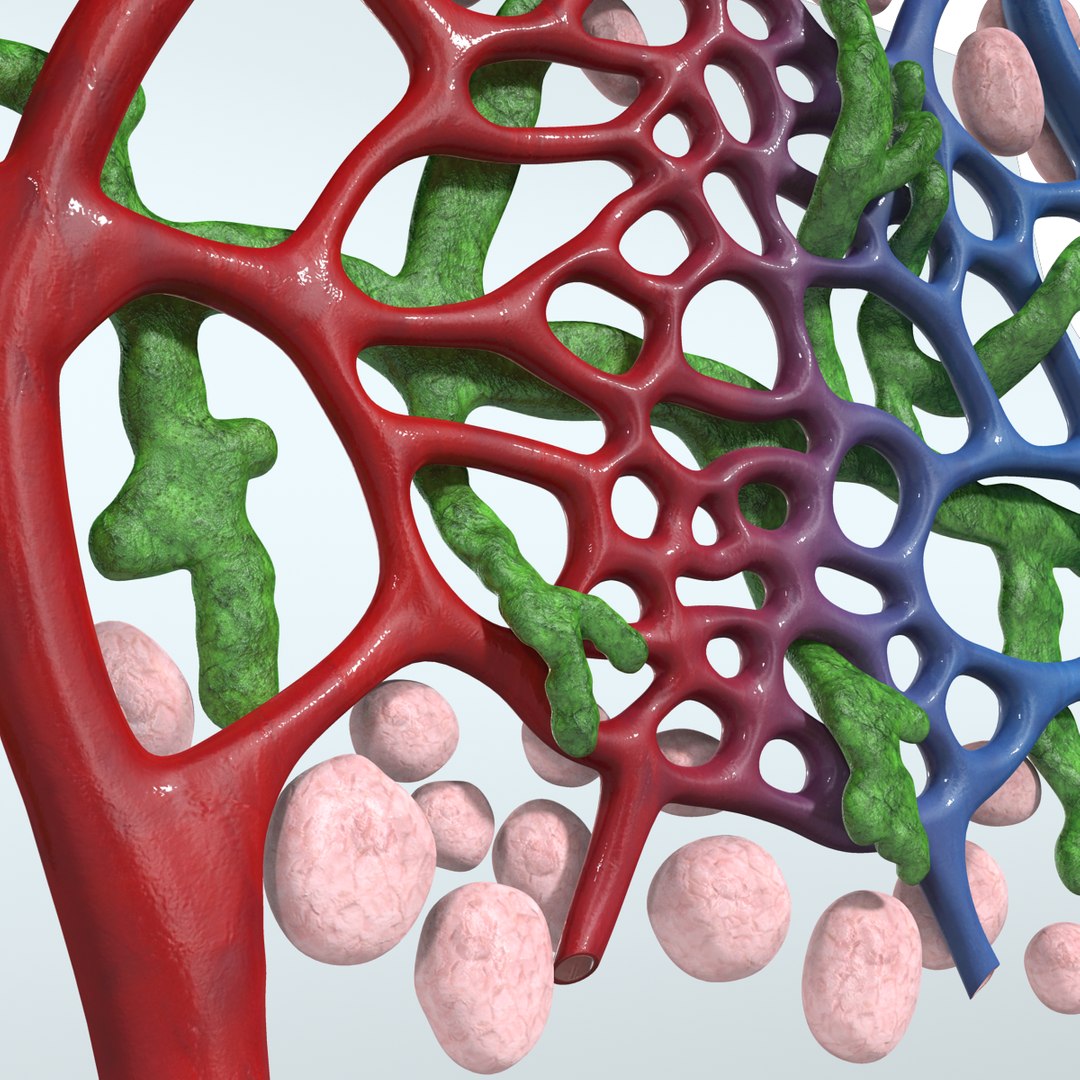 3d Human Lymphatic Capillary