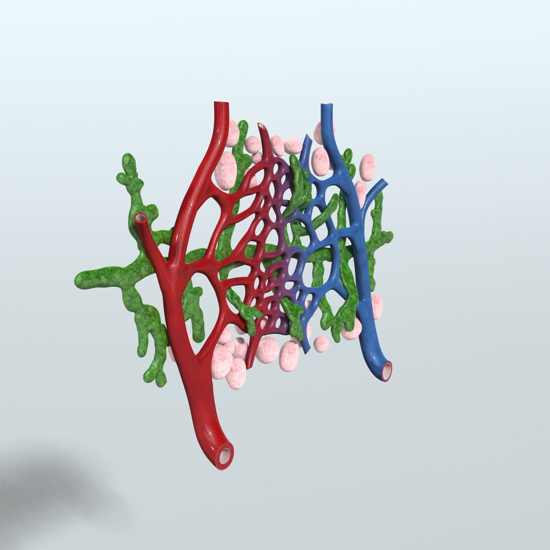 3d Human Lymphatic Capillary