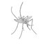 3d Aedes Aegypti