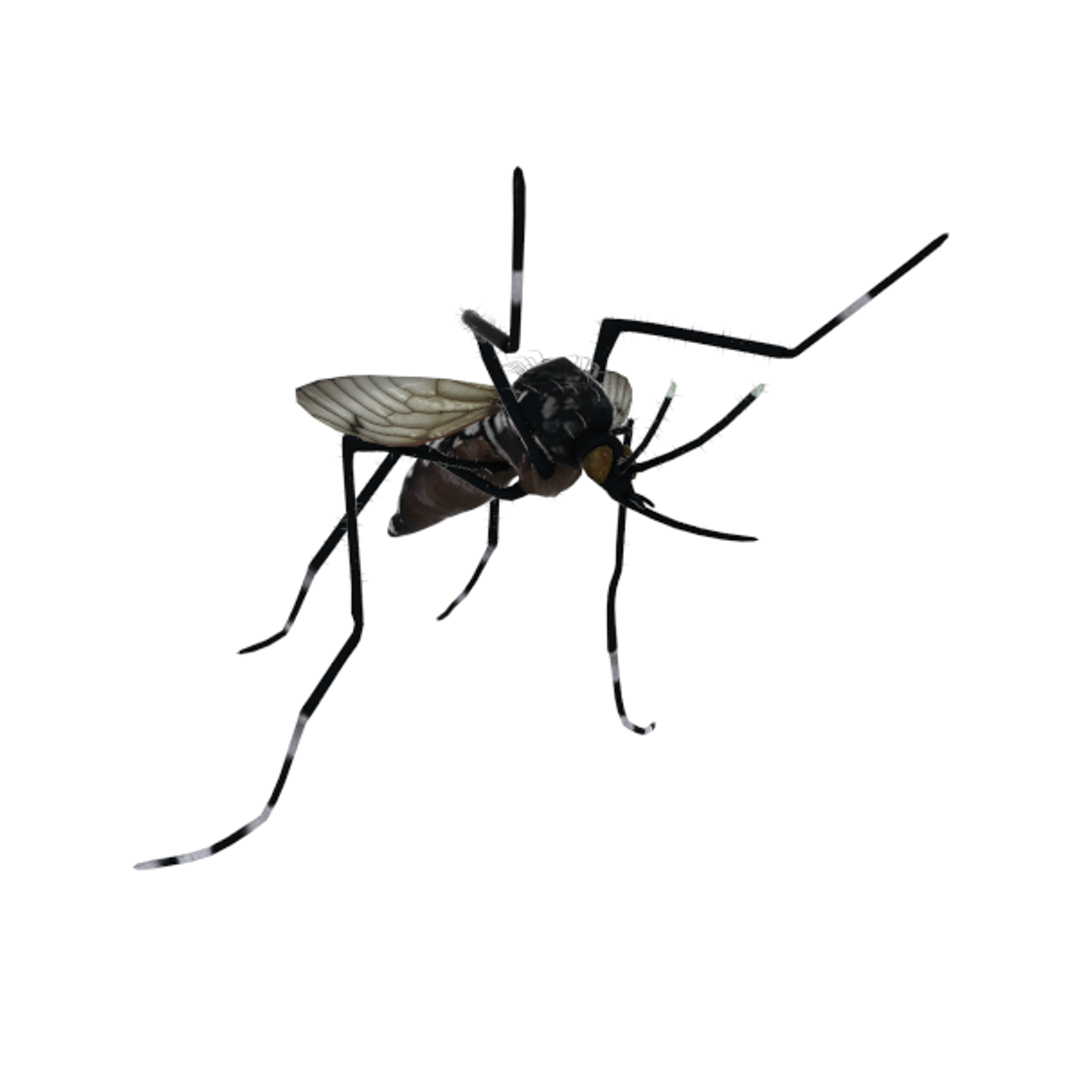 3d Aedes Aegypti