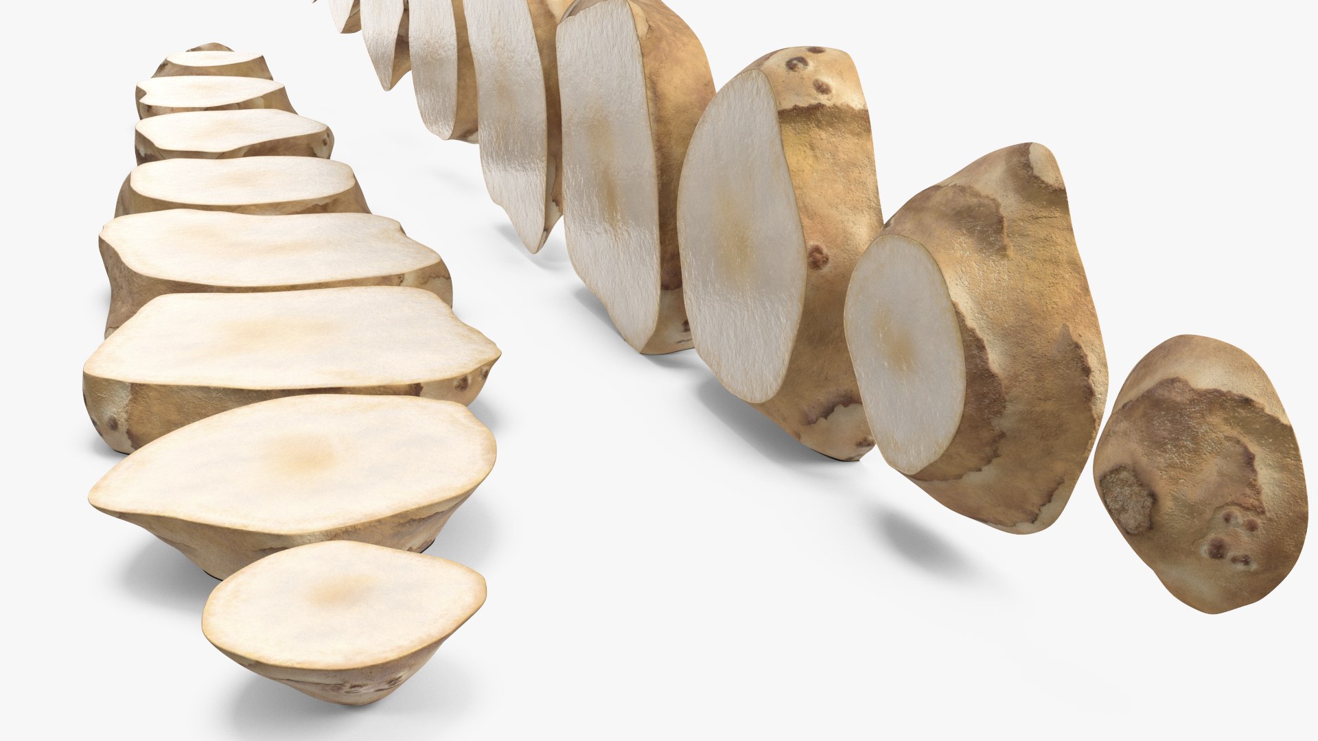 Sunroot Cut In Slices 3D Model - TurboSquid 2323652