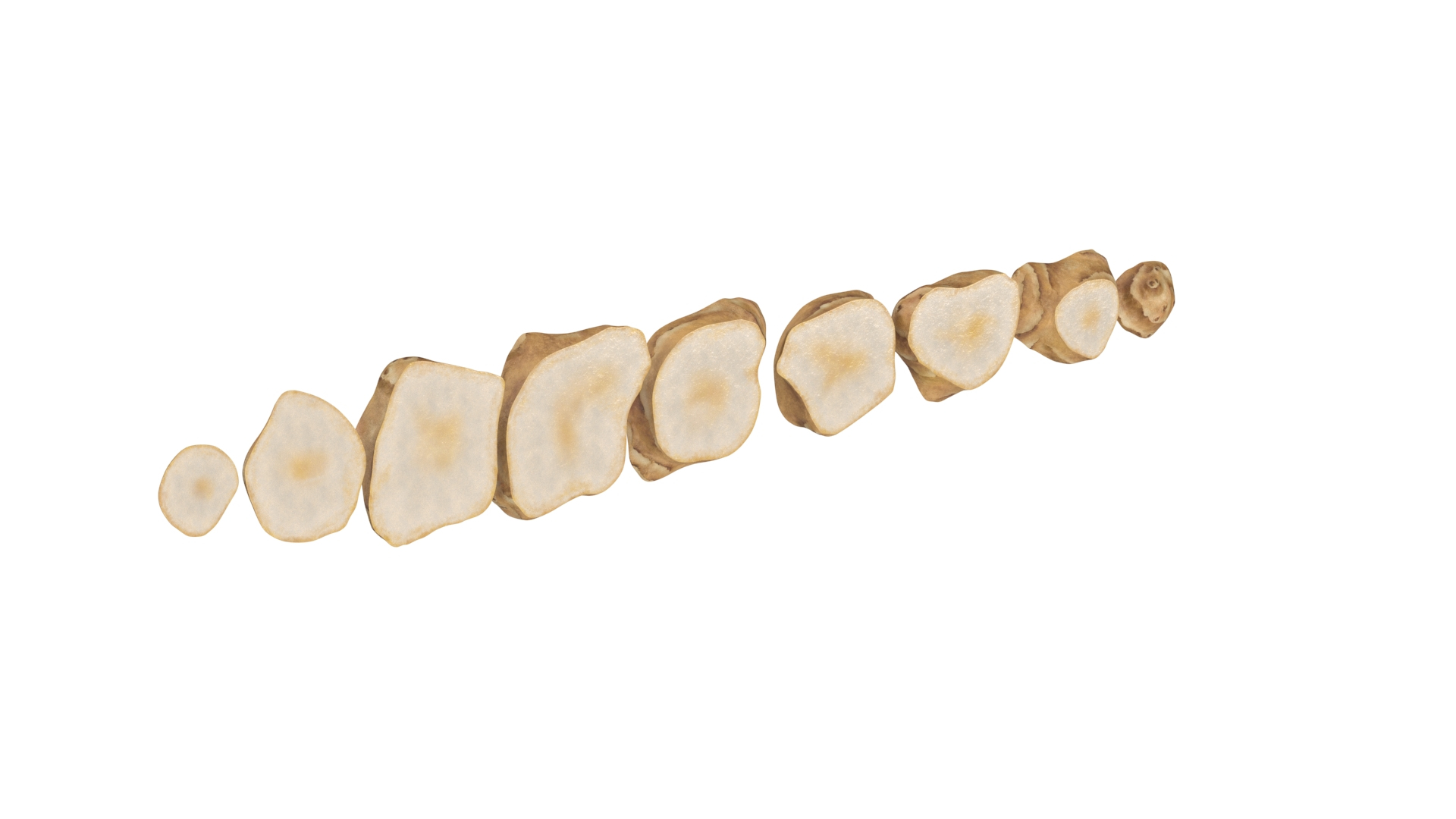 Sunroot Cut In Slices 3D Model - TurboSquid 2323652