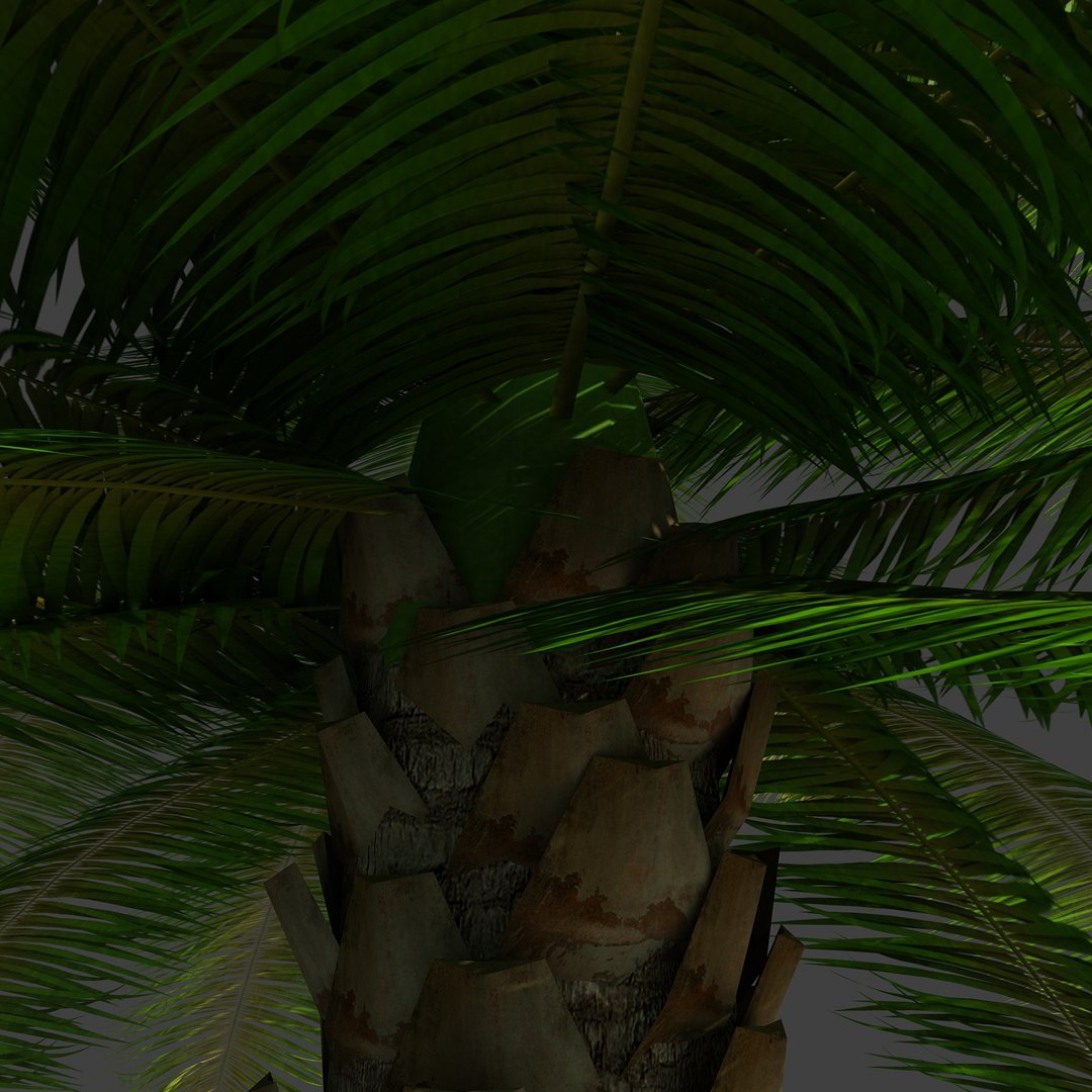 Max Palm Tree