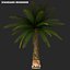 Max Palm Tree