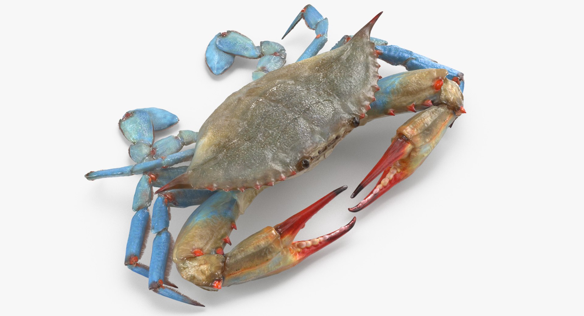 3d model chesapeake blue crab