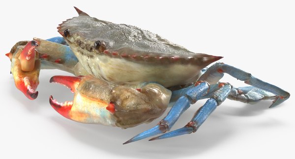 3d model chesapeake blue crab