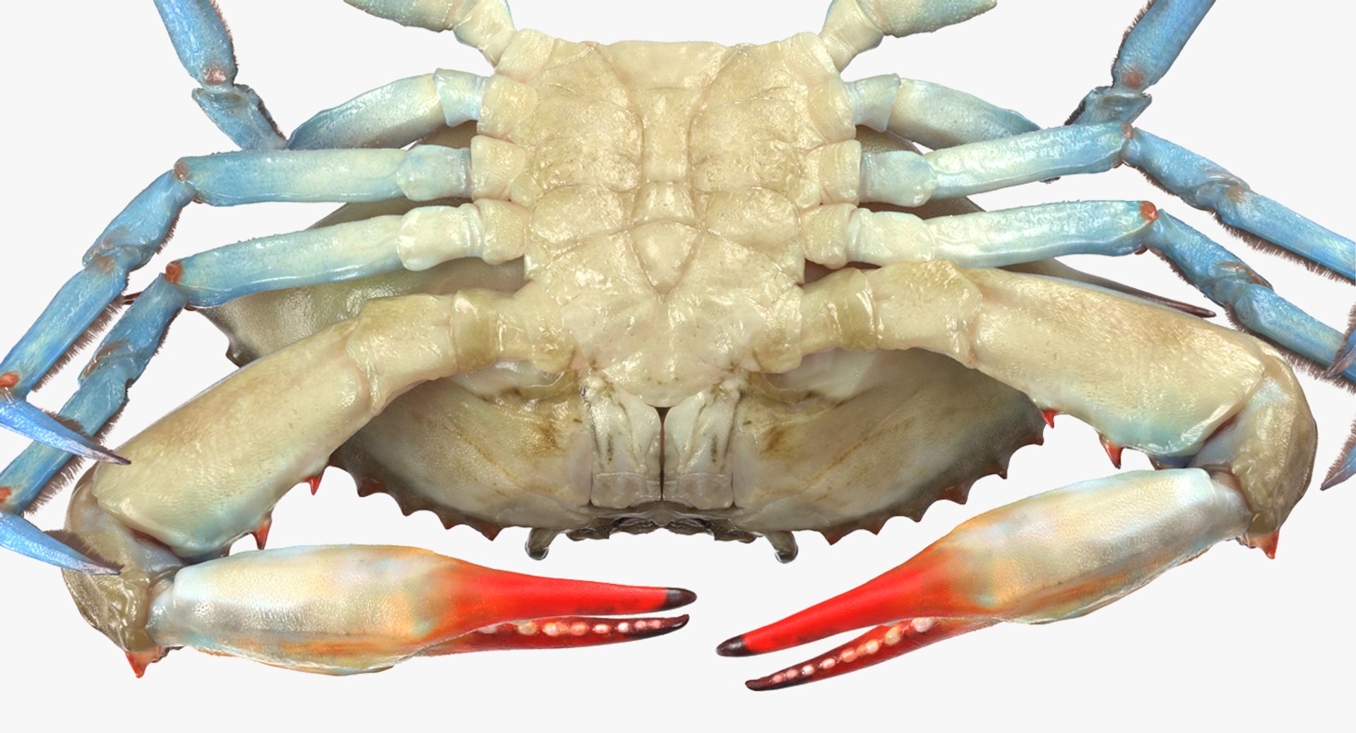 3d Model Chesapeake Blue Crab