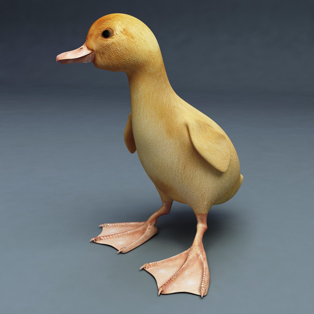 3d Duckling Pose1 Model