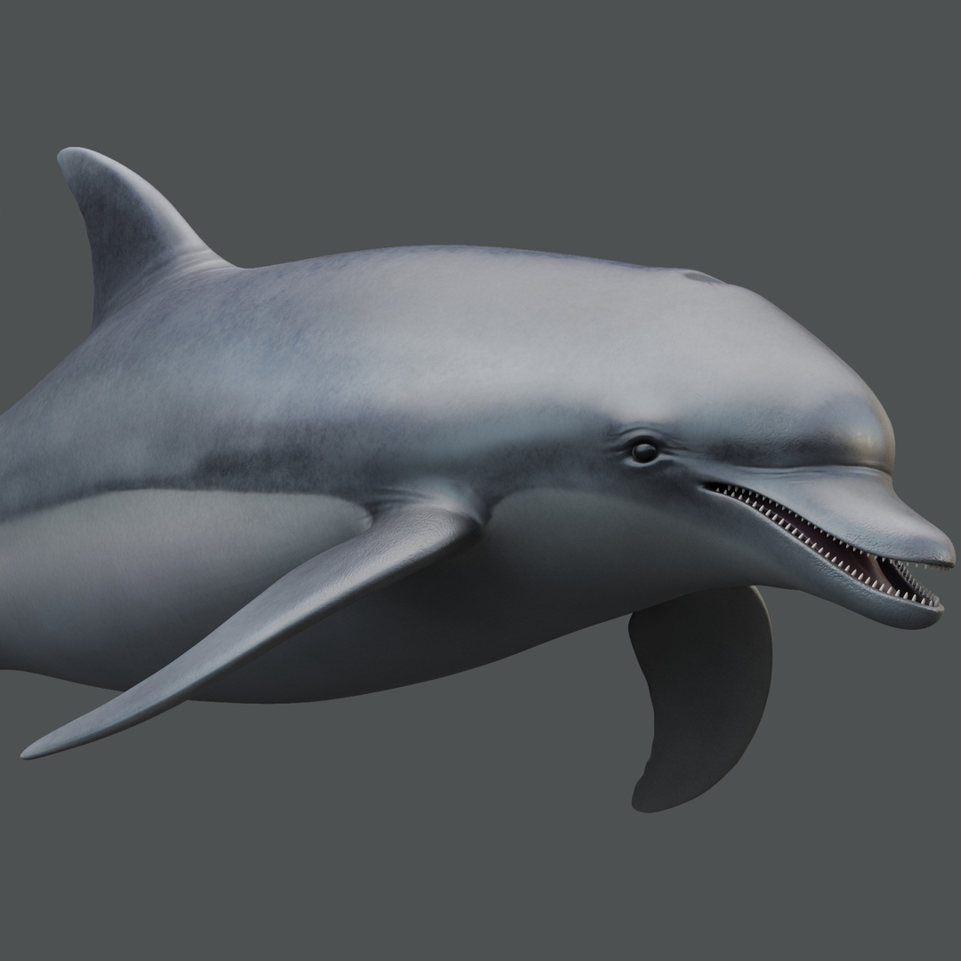 3D model dolphin animation - TurboSquid 1210776