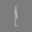 male body template human 3d model