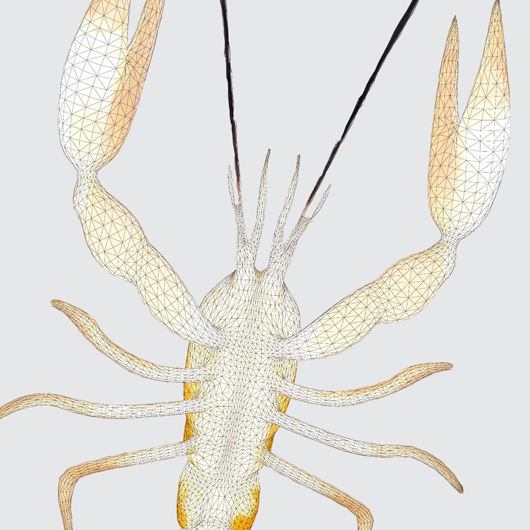 3D River Lobster Model - TurboSquid 2268870