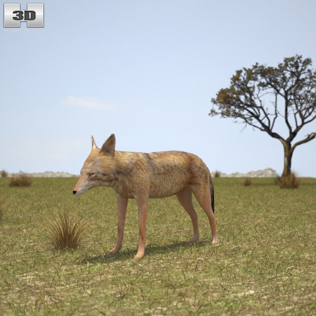 Jackal golden model | 1149080 | TurboSquid