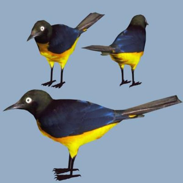 3d model bird