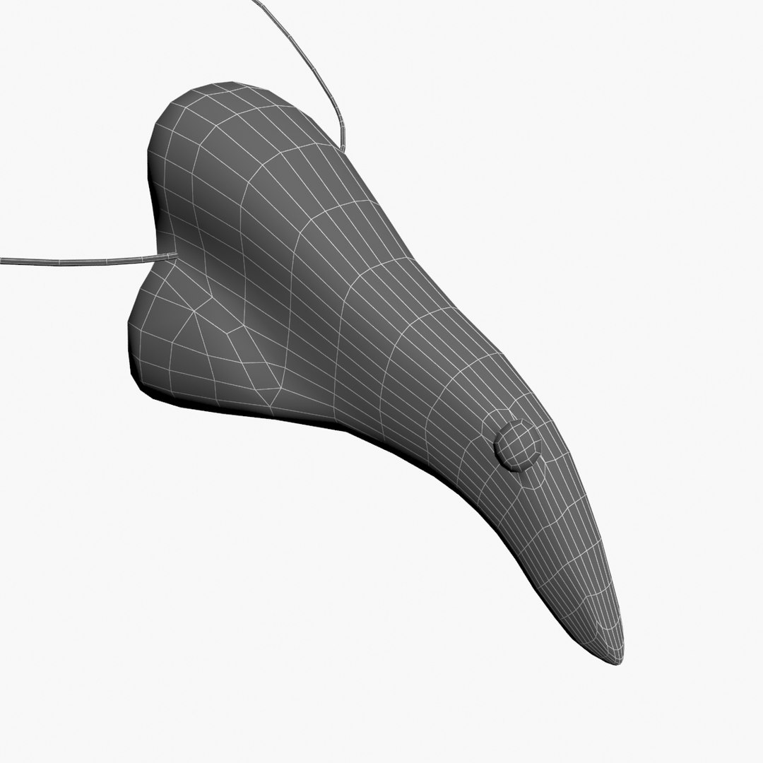 Witch S Nose 3D Model - TurboSquid 1214211