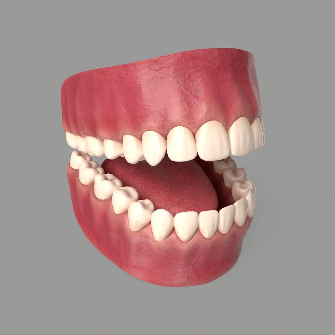 Human Teeth 3D - TurboSquid 2122171