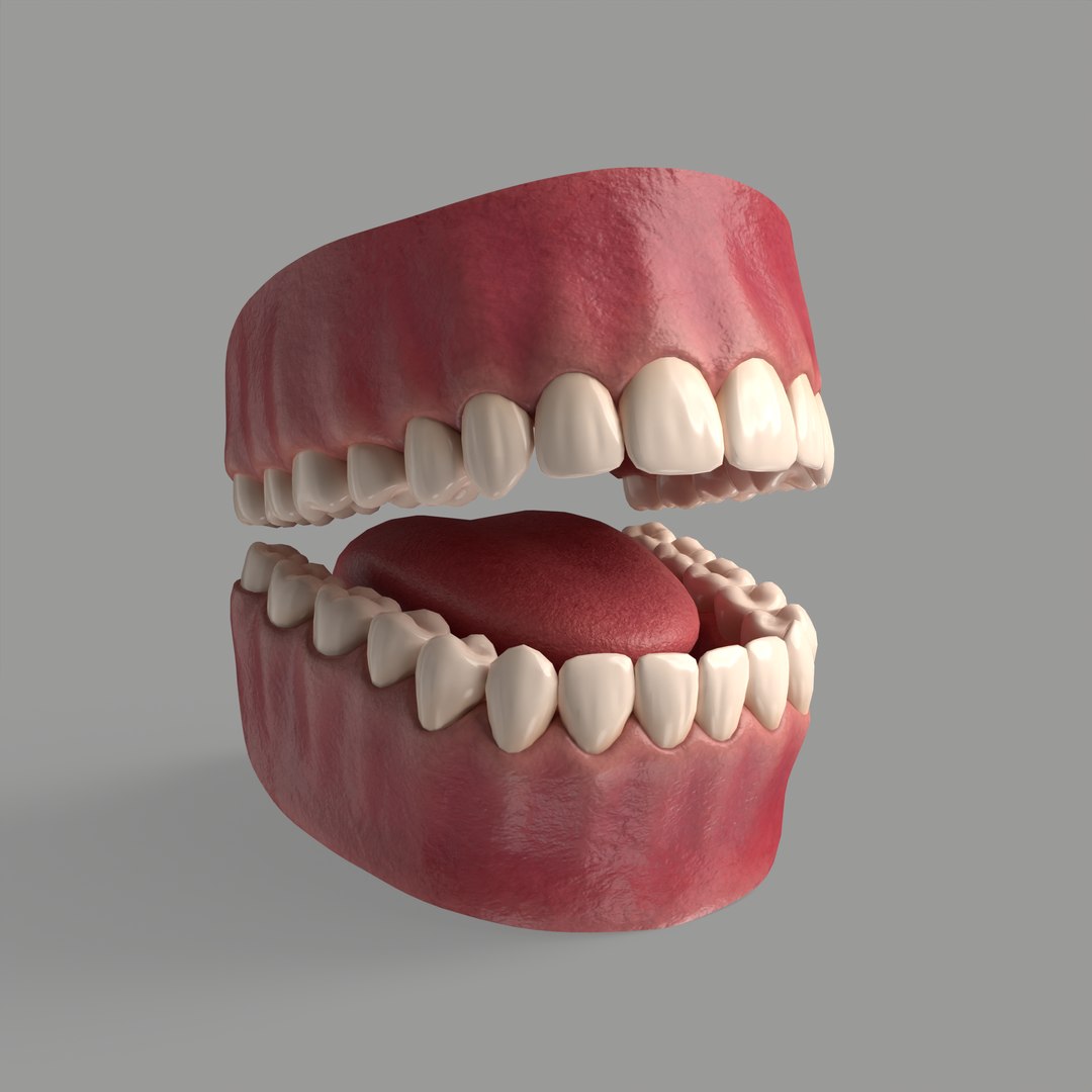 Human Teeth 3D - TurboSquid 2122171