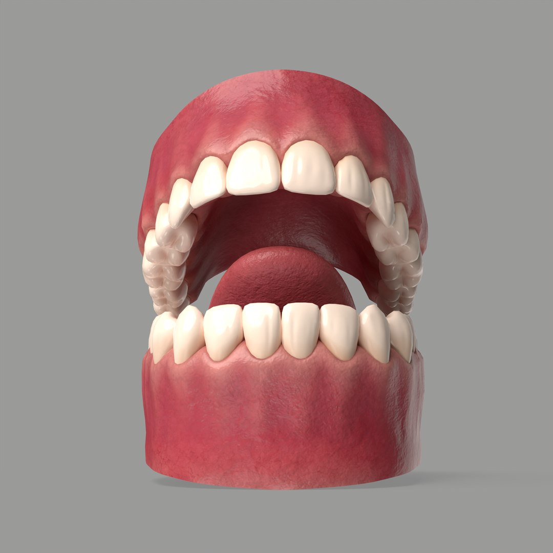 Human Teeth 3D - TurboSquid 2122171