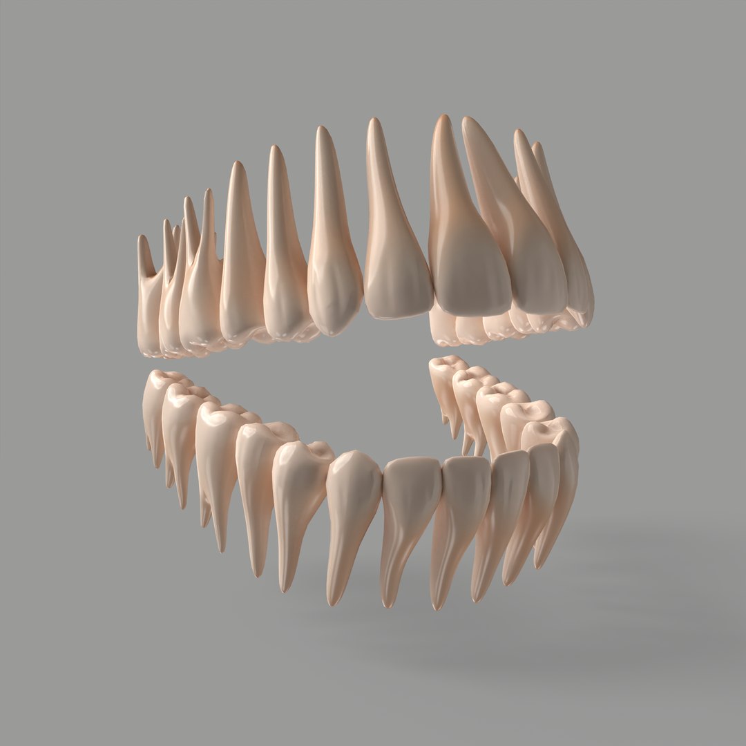 Human Teeth 3D - TurboSquid 2122171