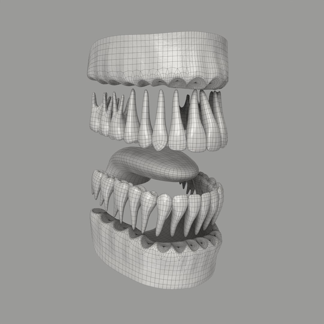 Human Teeth 3D - TurboSquid 2122171