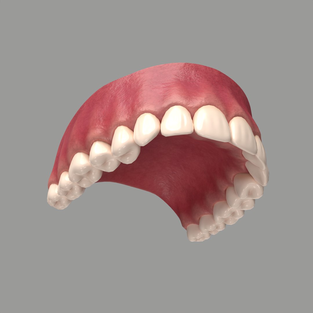 Human Teeth 3D - TurboSquid 2122171