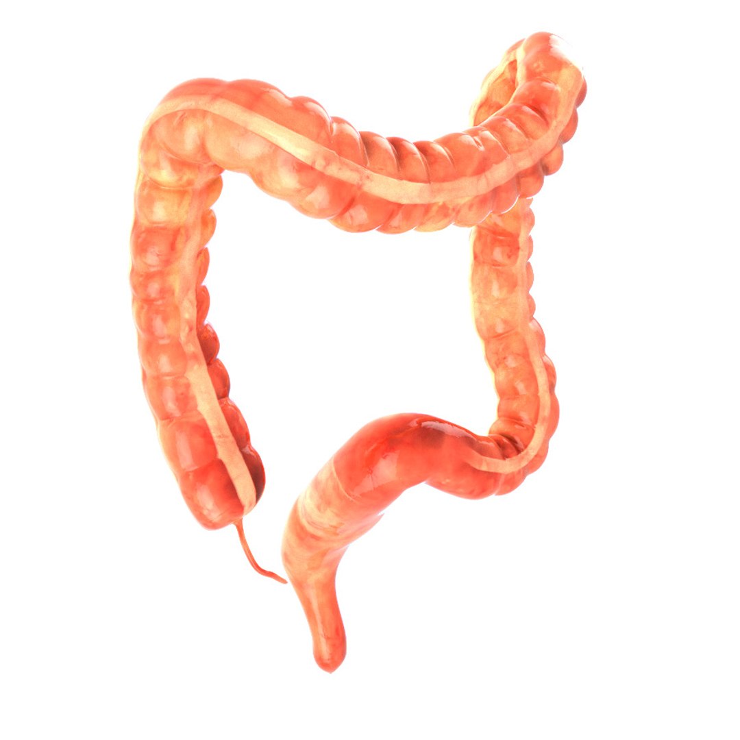 3d Model Human Colon Animation