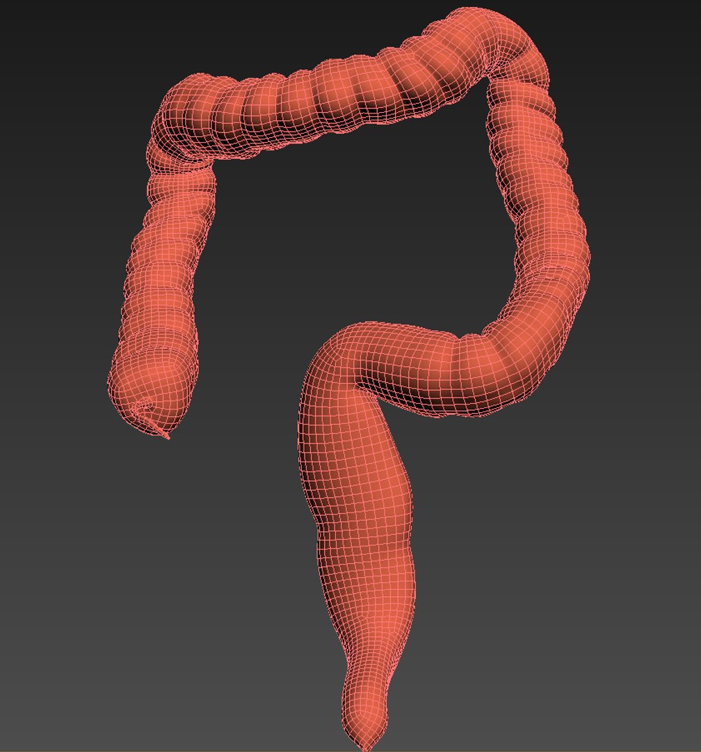 3d Model Human Colon Animation
