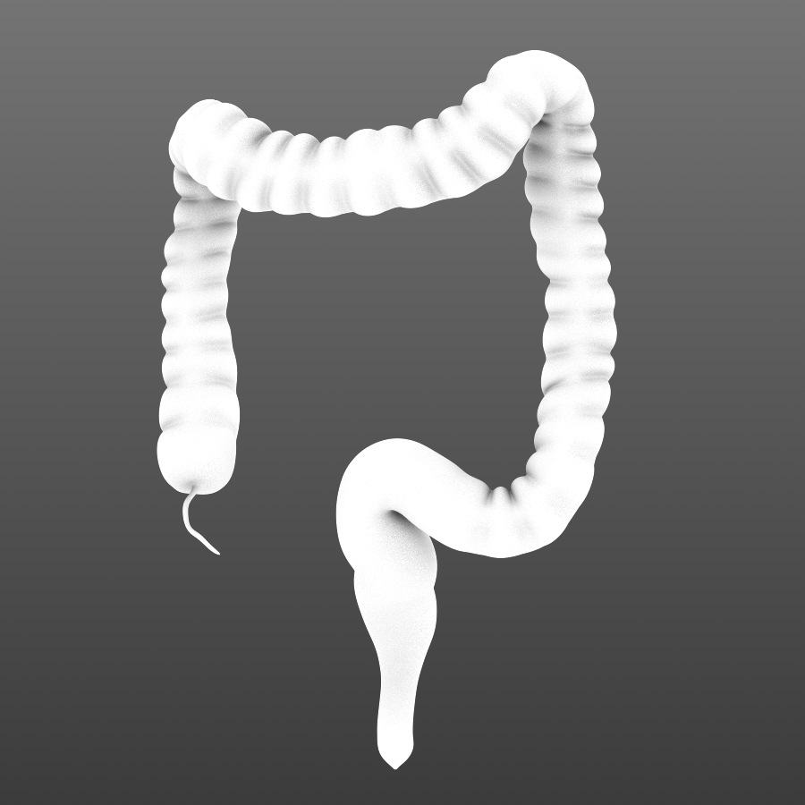 3d model human colon animation