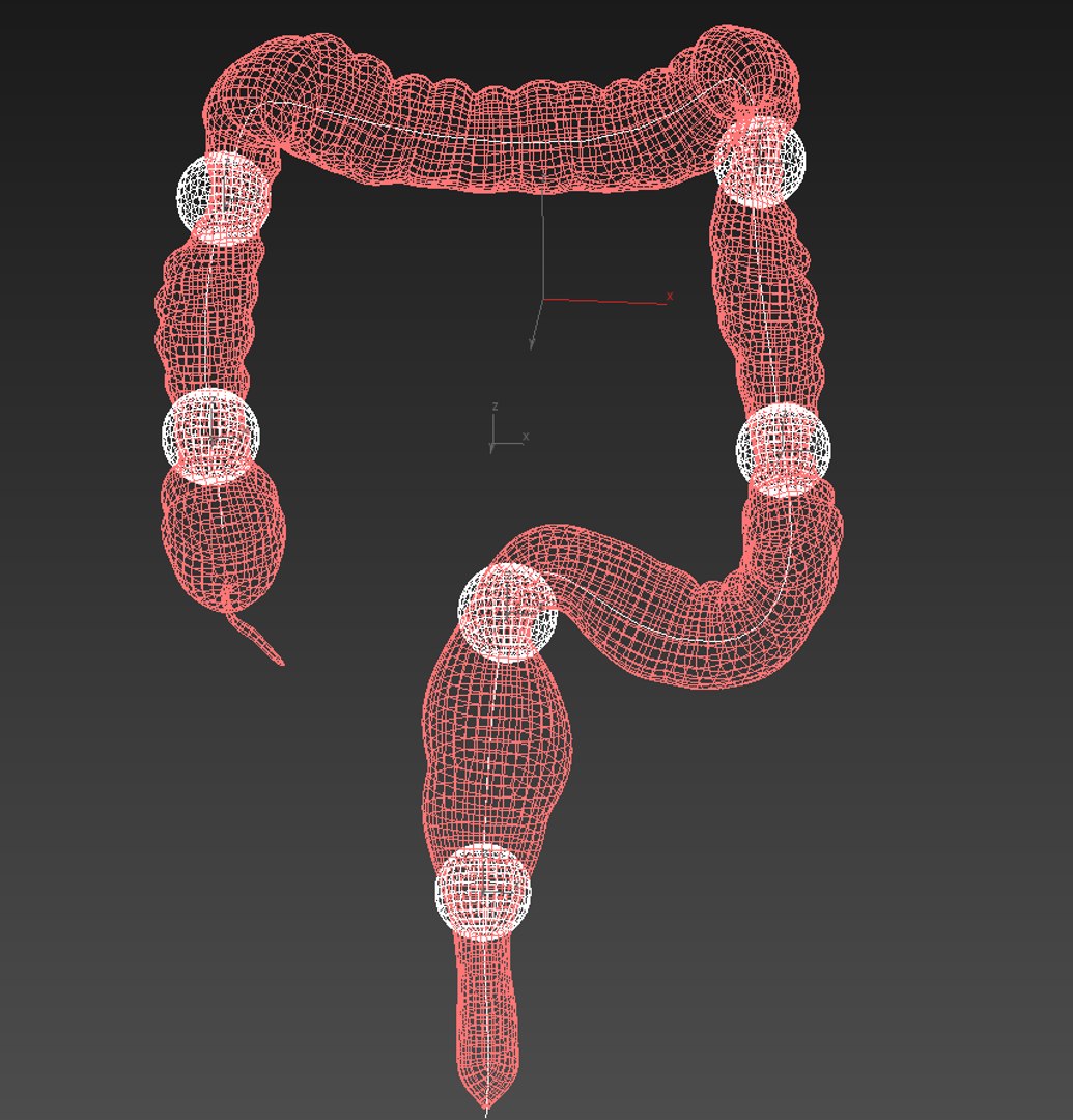 3d Model Human Colon Animation